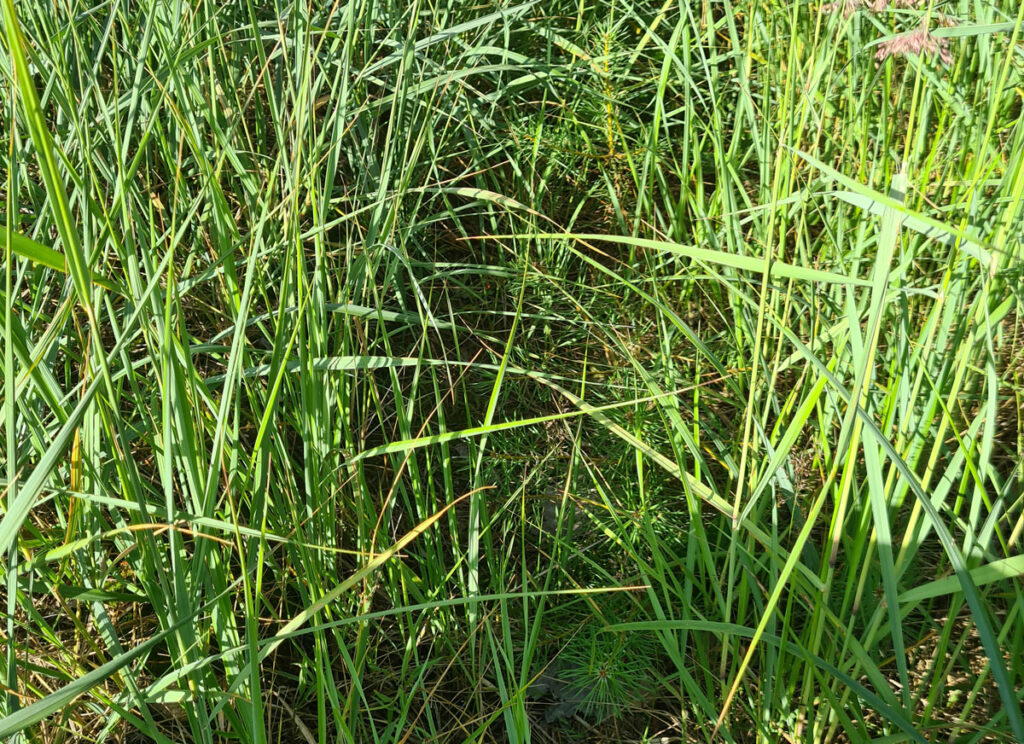 Verwunderlich Gras Im Kbel Ebenbild